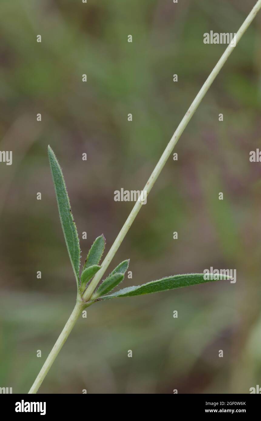 Stiff Sunflower, Helianthus pauciflorus, stem and leaves Stock Photo ...