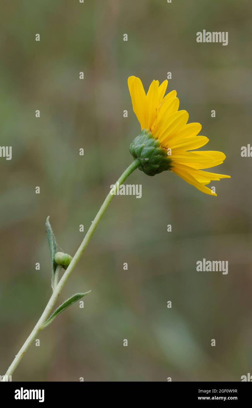 Stiff Sunflower, Helianthus pauciflorus Stock Photo - Alamy