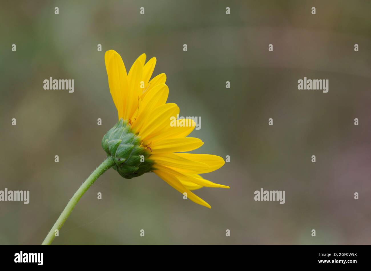 Stiff Sunflower, Helianthus pauciflorus Stock Photo - Alamy