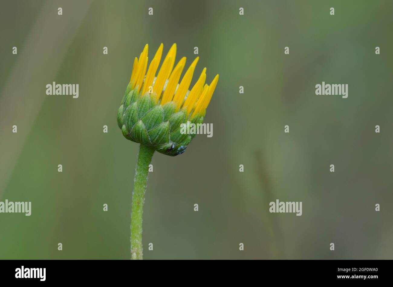 Stiff Sunflower, Helianthus pauciflorus Stock Photo - Alamy