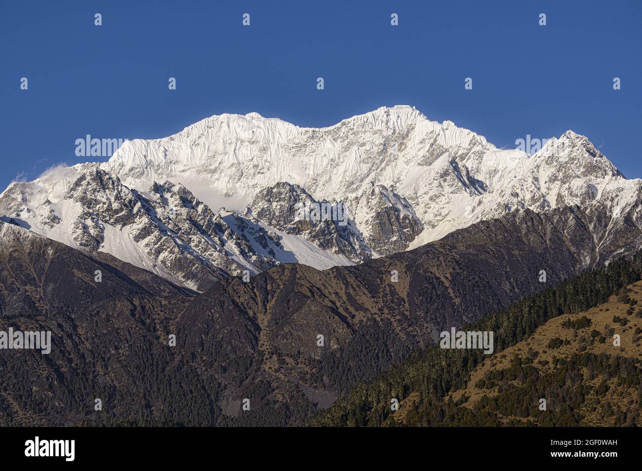 The lulang forest hi-res stock photography and images - Alamy