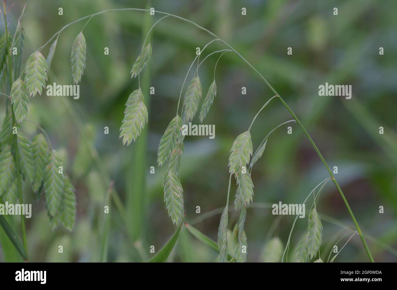 Indian Wood Oats, Chasmanthium latifolium Stock Photo - Alamy