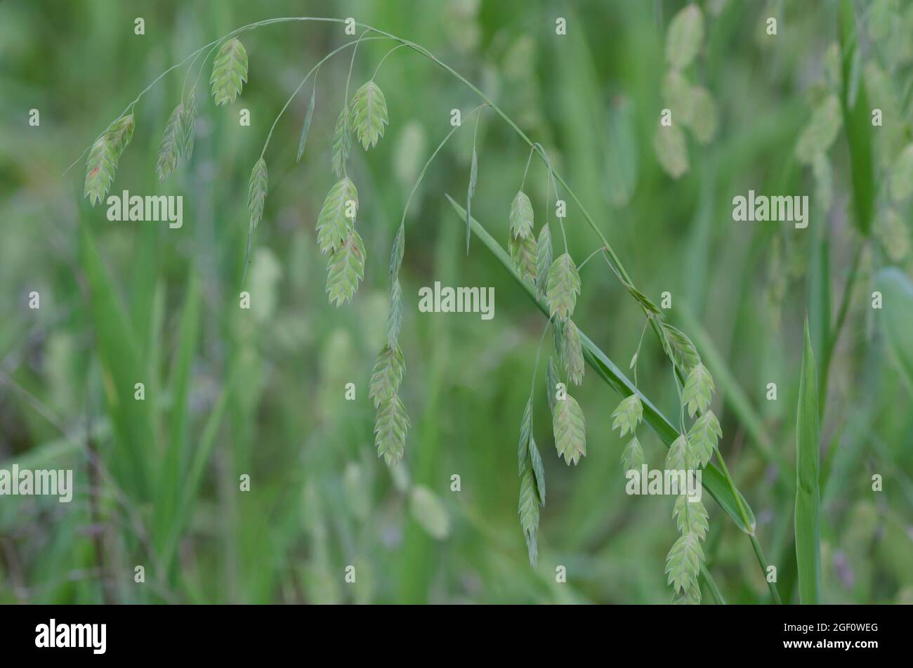 Indian Wood Oats, Chasmanthium latifolium Stock Photo - Alamy
