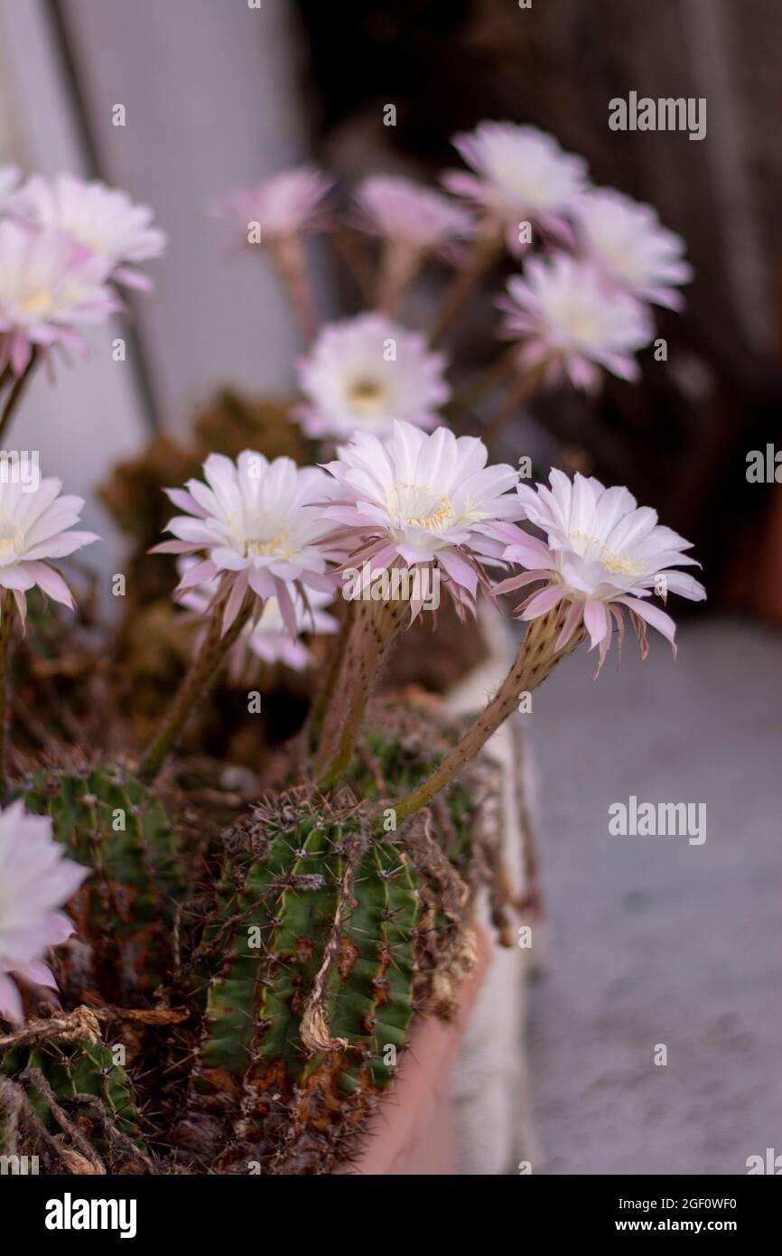 Blooming hedgehog cactus. White flowers of Echinopsis also known as Sea ...