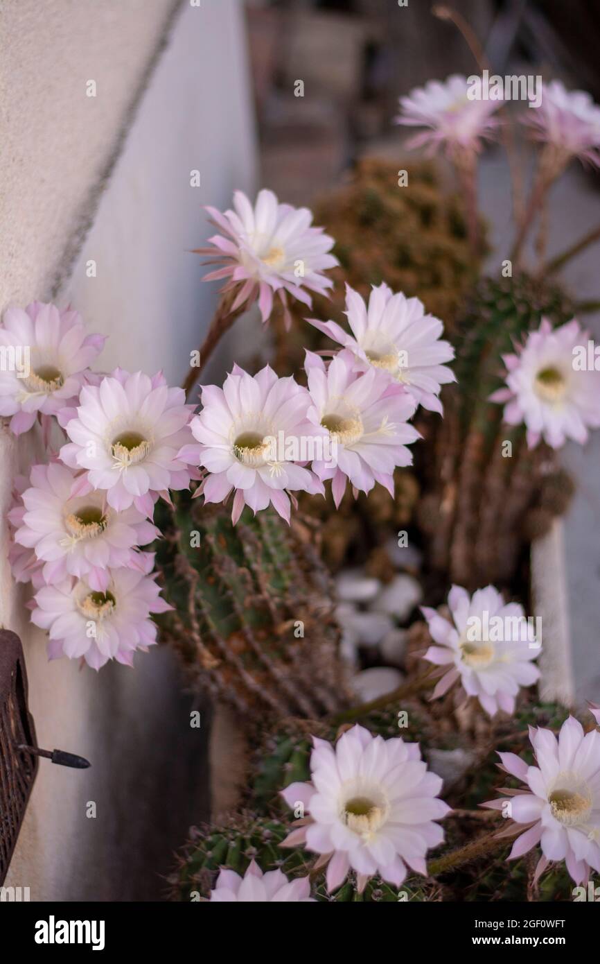 Blooming hedgehog cactus. White flowers of Echinopsis also known as Sea ...