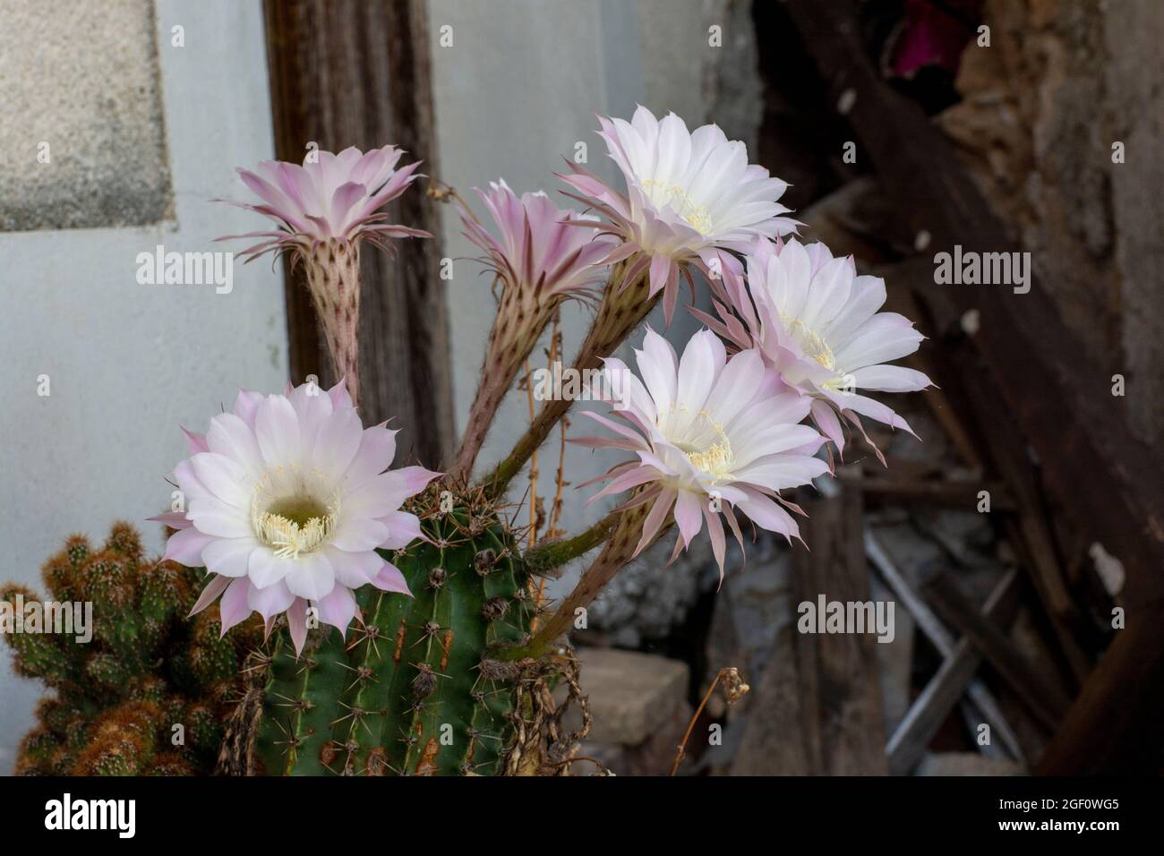Blooming hedgehog cactus. White flowers of Echinopsis also known as Sea ...