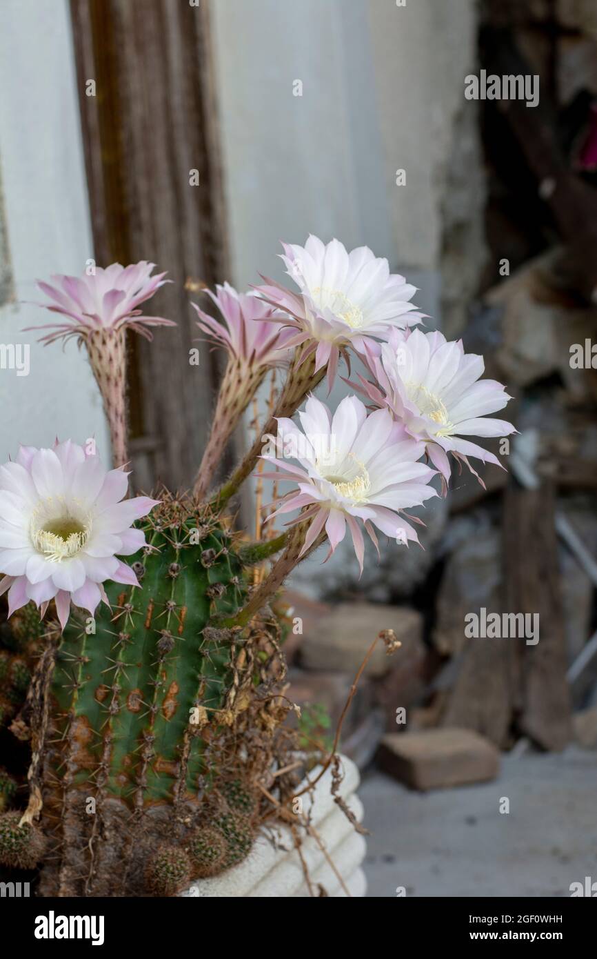 Blooming hedgehog cactus. White flowers of Echinopsis also known as Sea ...