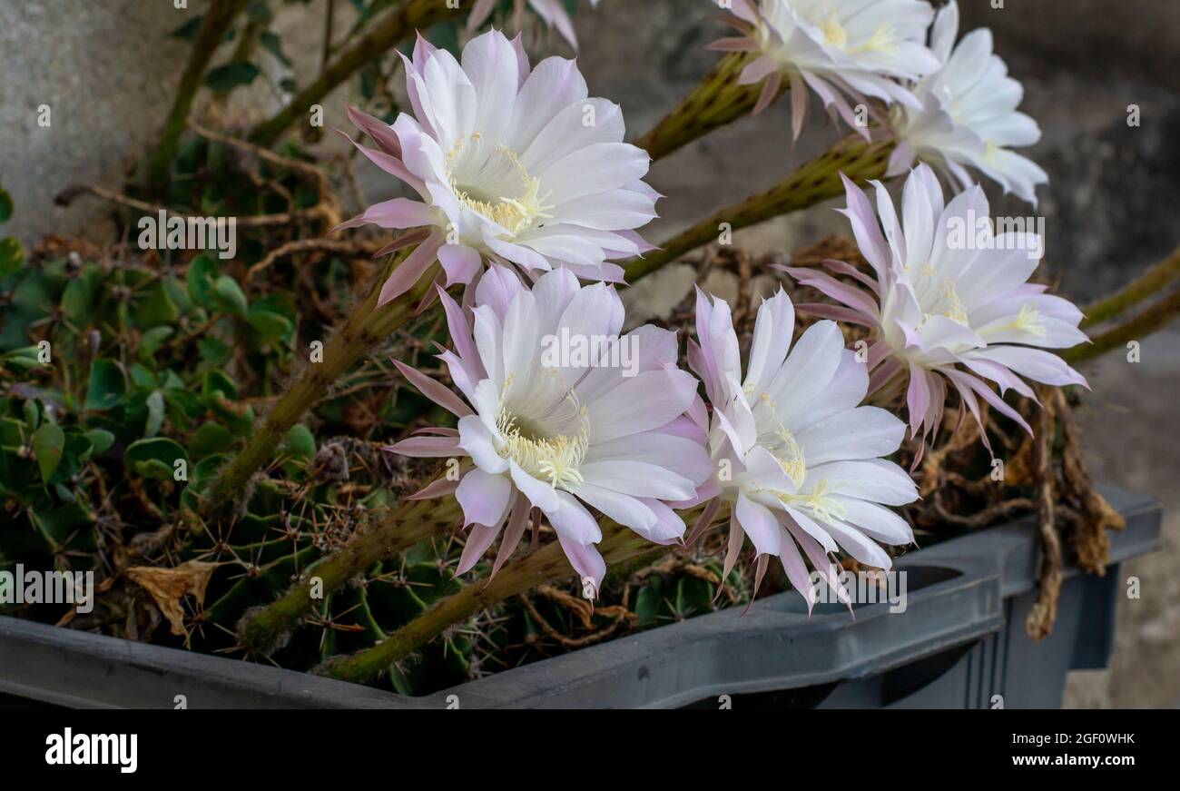 Blooming hedgehog cactus. White flowers of Echinopsis also known as Sea ...
