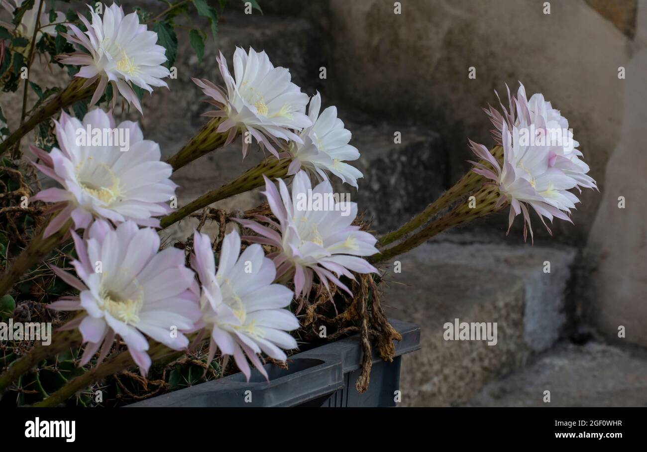 Blooming hedgehog cactus. White flowers of Echinopsis also known as Sea ...
