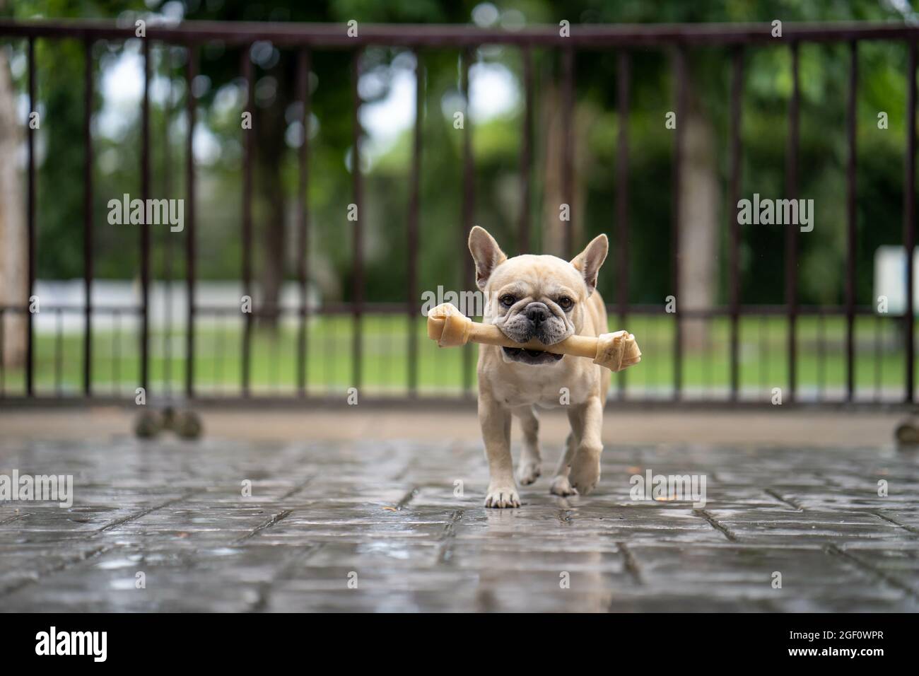 Running french bulldog puppy hi-res stock photography and images - Alamy