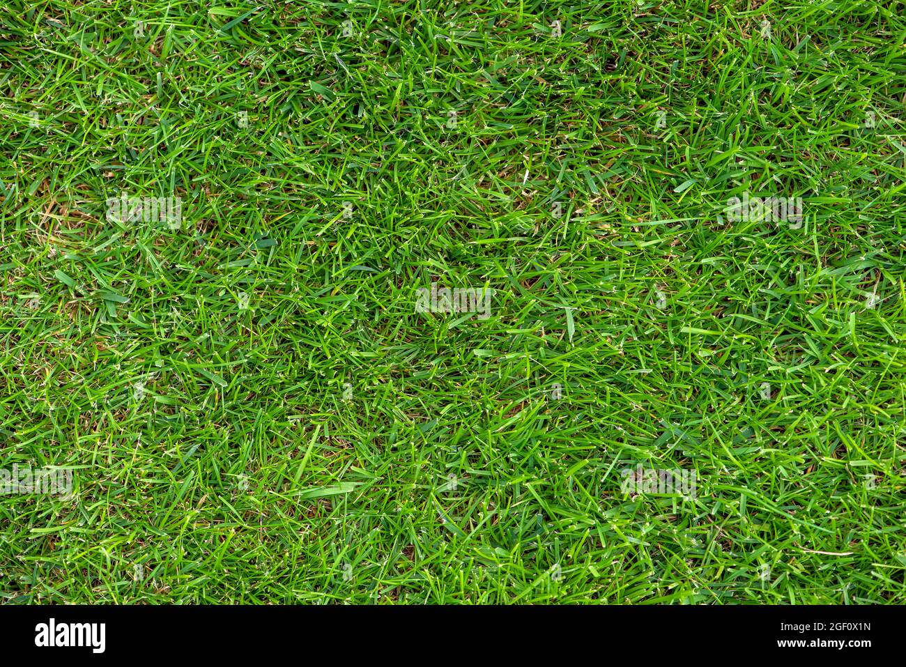 Green grass top view, background. Mown lawn Stock Photo - Alamy