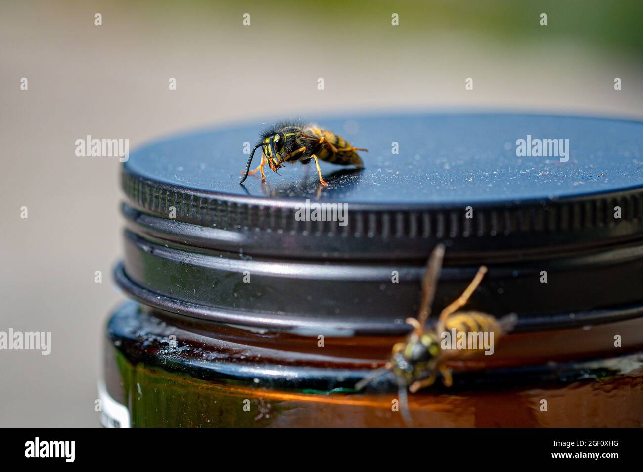 Wasp on a jam jar lid Stock Photo - Alamy