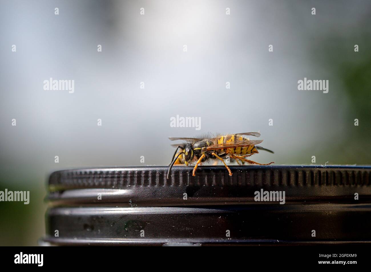 Wasp sting removal hi-res stock photography and images - Alamy