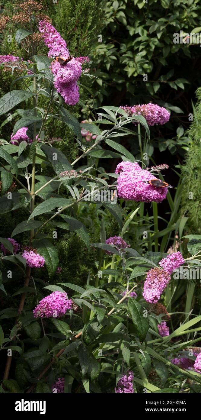 Butterflies Pink Buddleja Davidii Butterfly Bush Stock Photo - Alamy