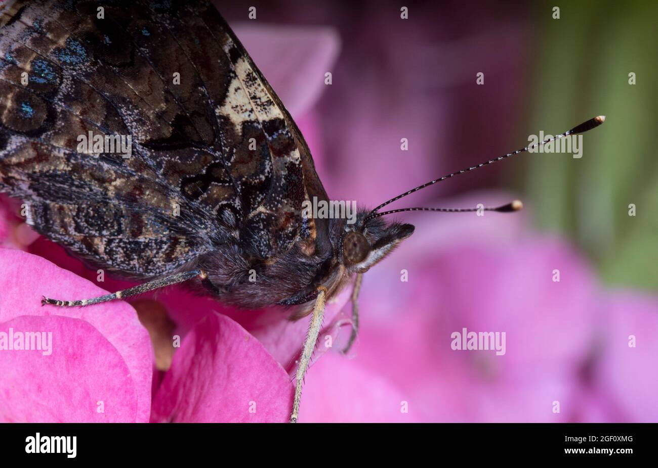 Butterfly profile hi-res stock photography and images - Alamy