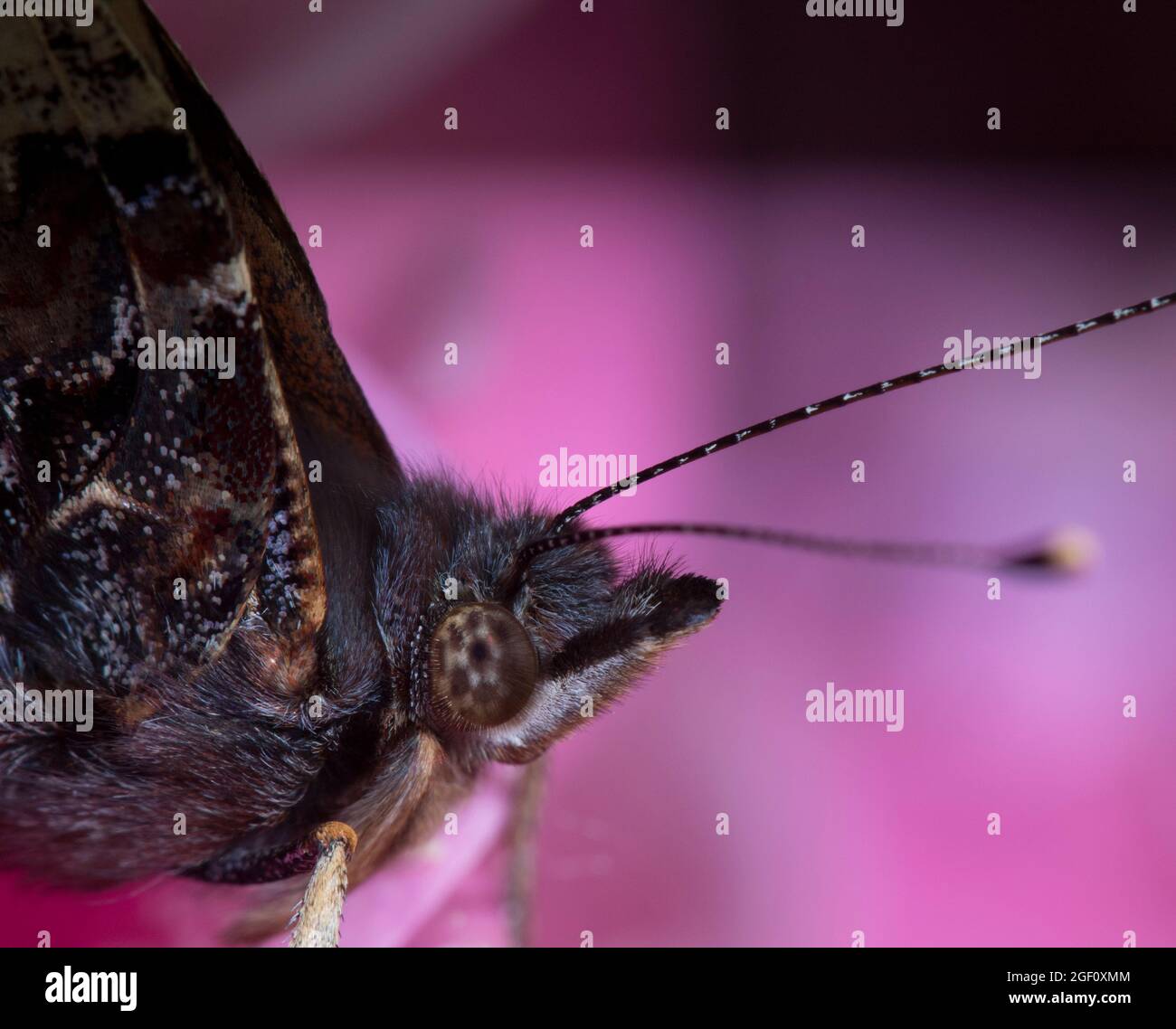 Butterfly profile hi-res stock photography and images - Alamy