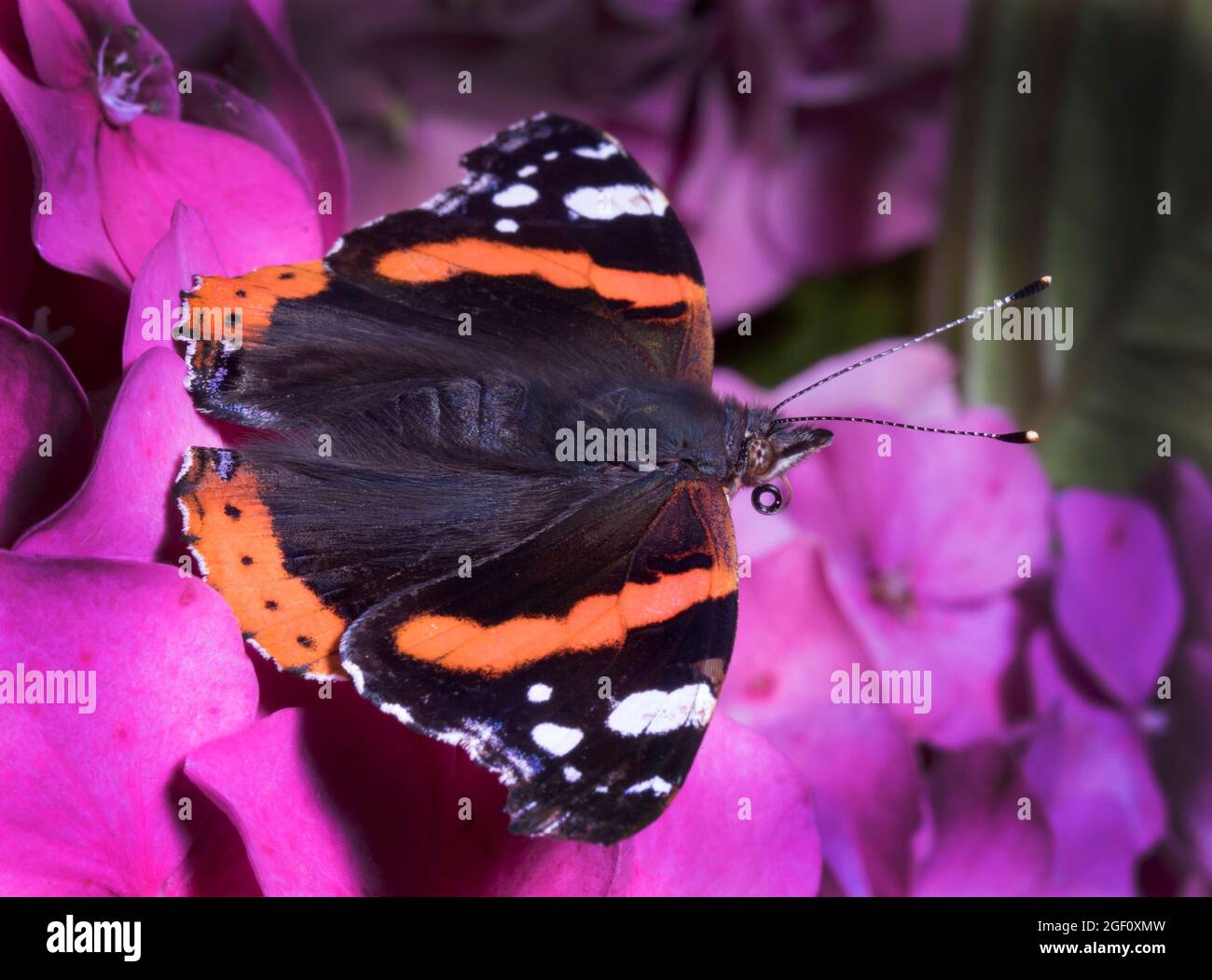 Red Admiral Butterfly with coiled Proboscis on Pink Hydrangea Stock ...
