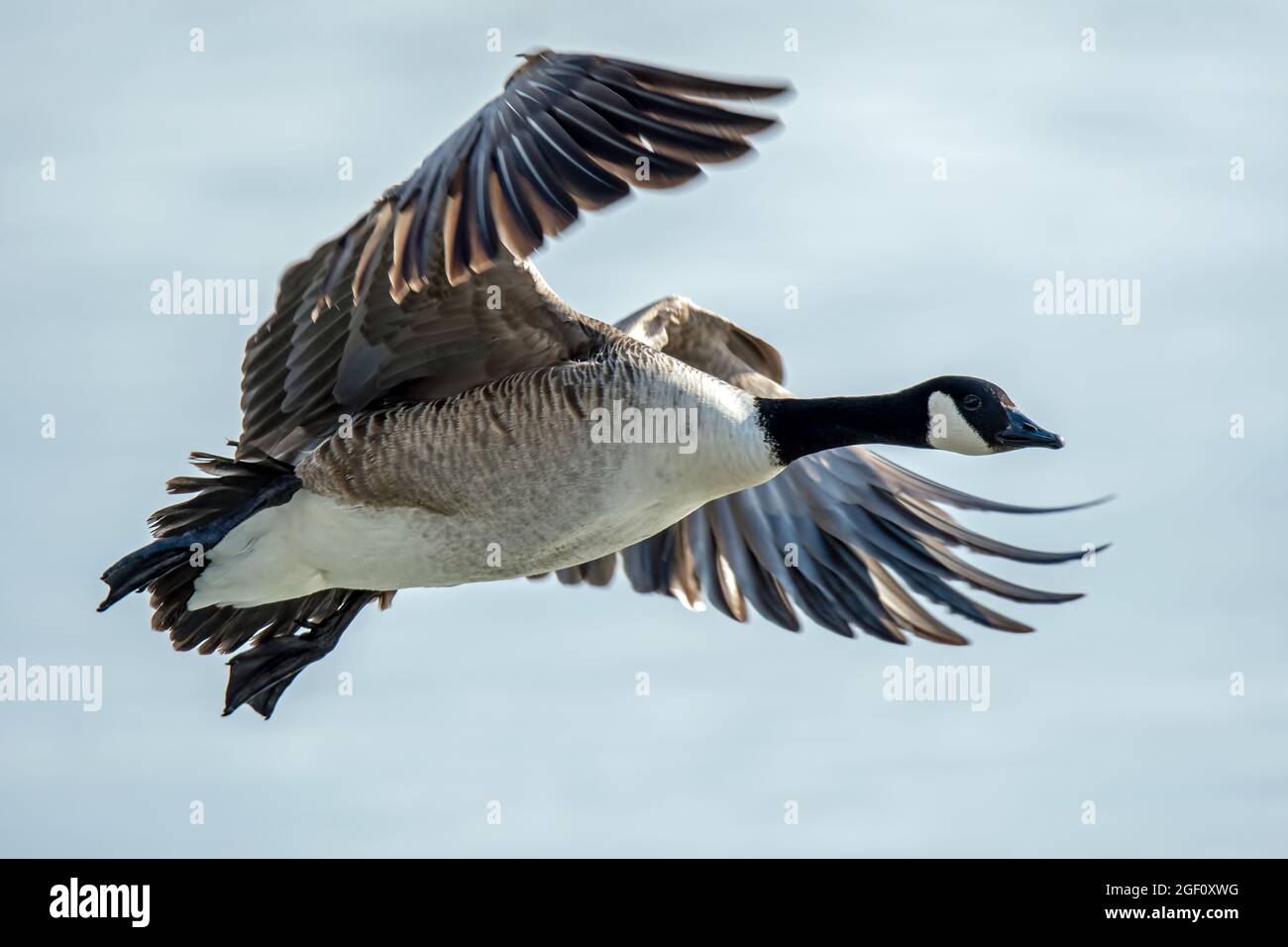 Canada goose wings hi-res stock photography and images - Alamy