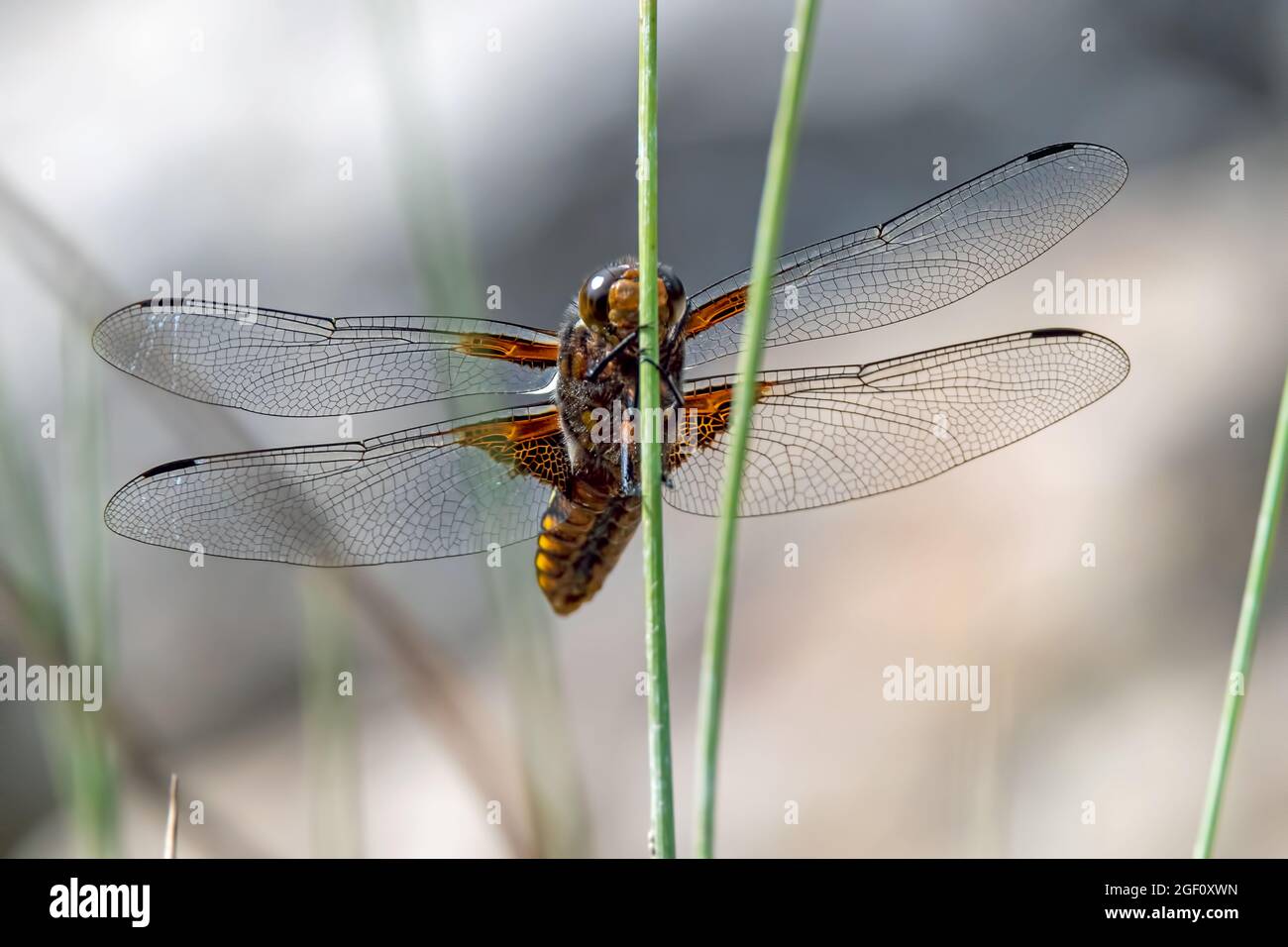 Female Broad Bodied Chaser Dragonfly clinging to a reed viewed from the ...