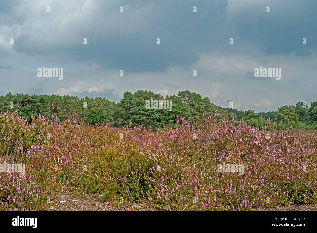 Heideblüte in der Süd Heide oder auf den Spuren von Hermann Löns Stock ...