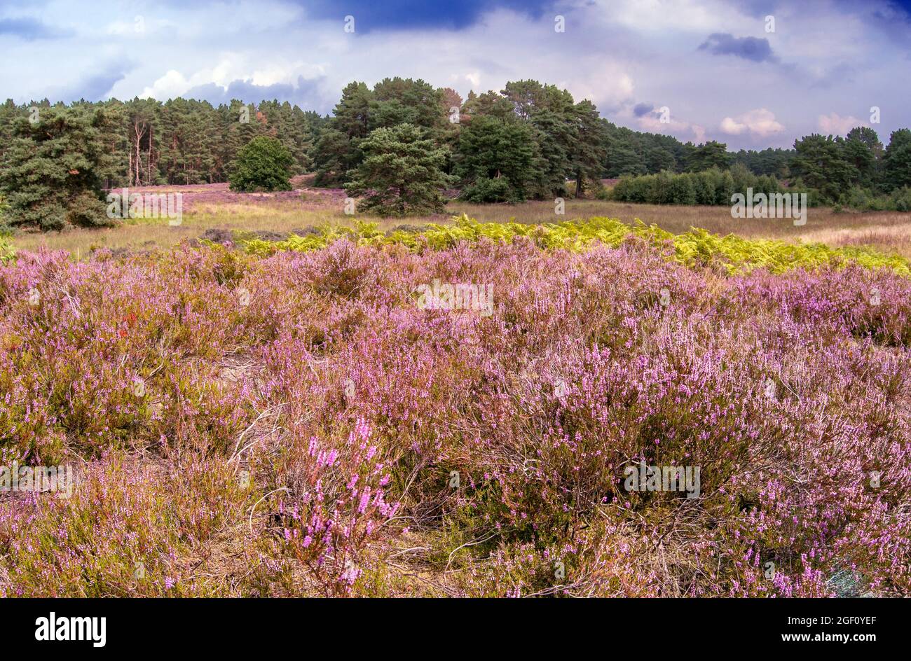 Heideblüte in der Süd Heide oder auf den Spuren von Hermann Löns Stock ...