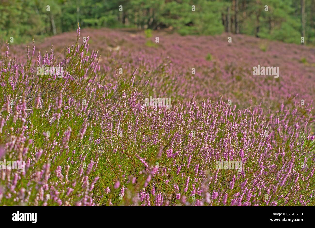 Von der heide hi-res stock photography and images - Alamy