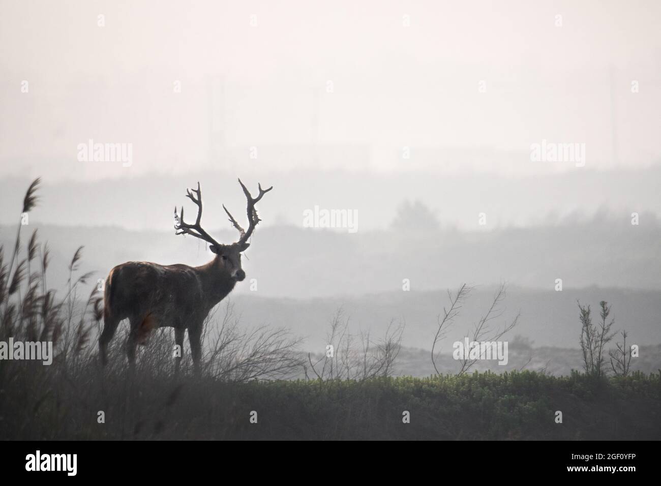 Deer looking back Stock Photo - Alamy