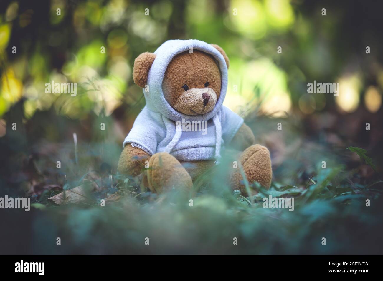 Teddy bear in the nature Stock Photo - Alamy