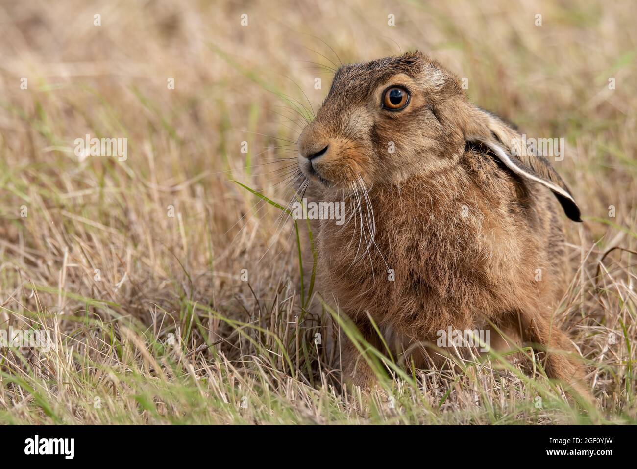 Brown hare with ears laid back Stock Photo - Alamy
