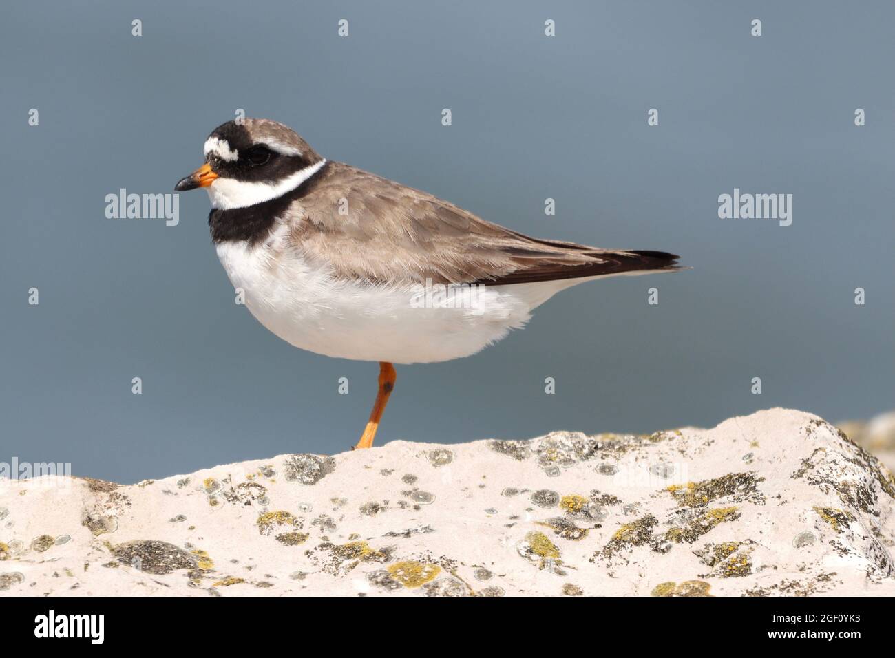 Adult Common Ringed Plover in summer plumage Stock Photo - Alamy