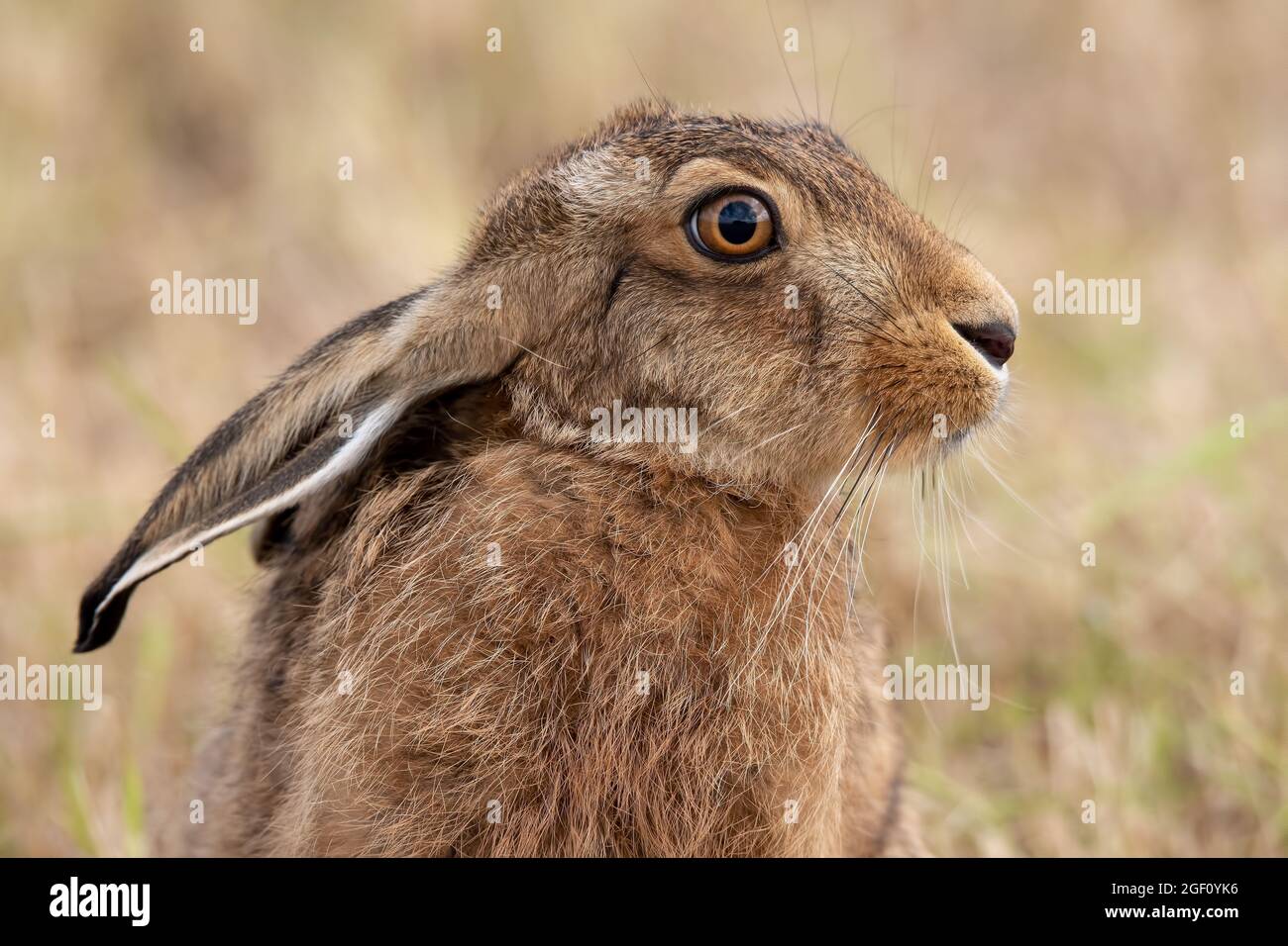 Flat ears hi-res stock photography and images - Alamy
