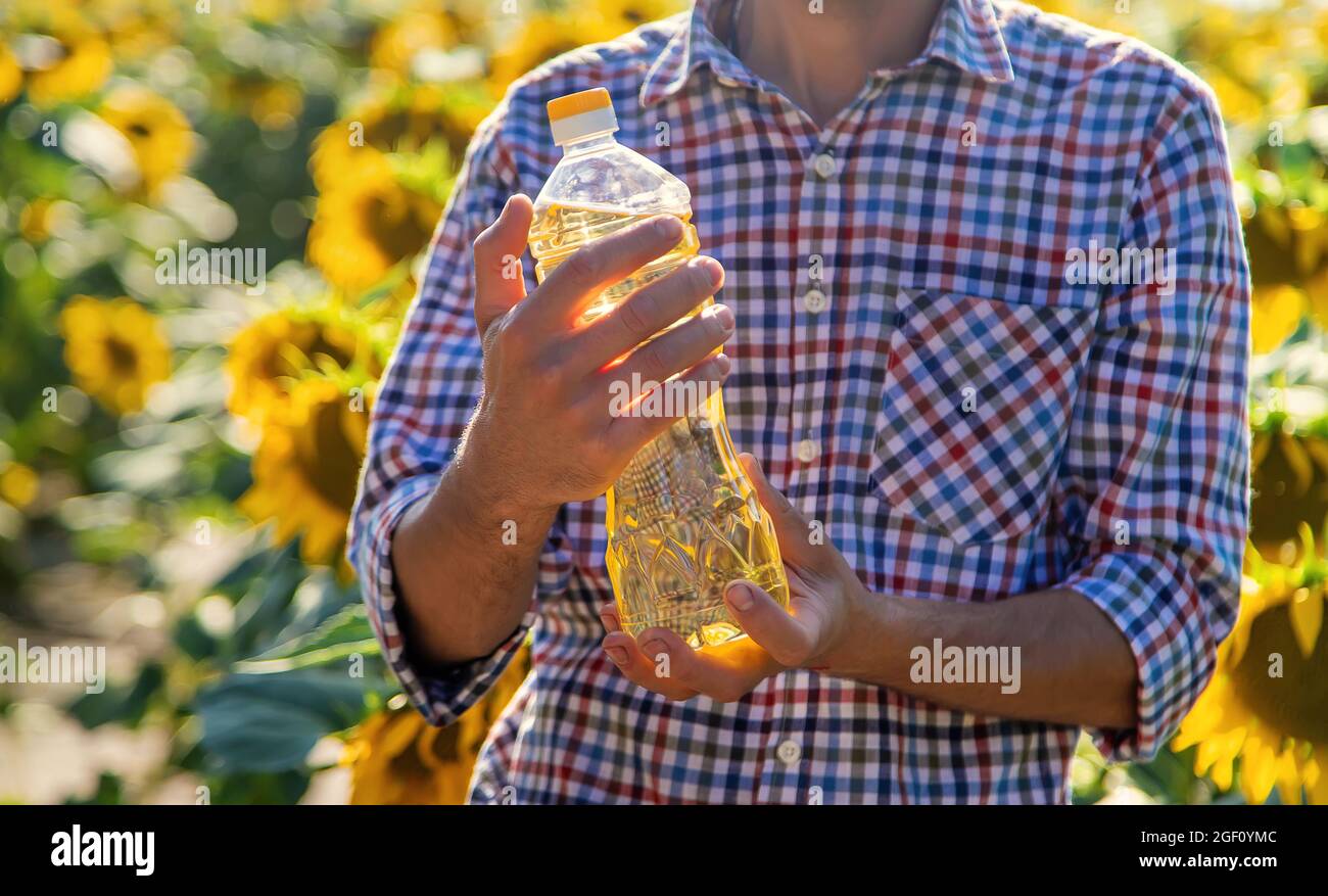 Sunflower oil in the hands of a male farmer on the field. Selective ...