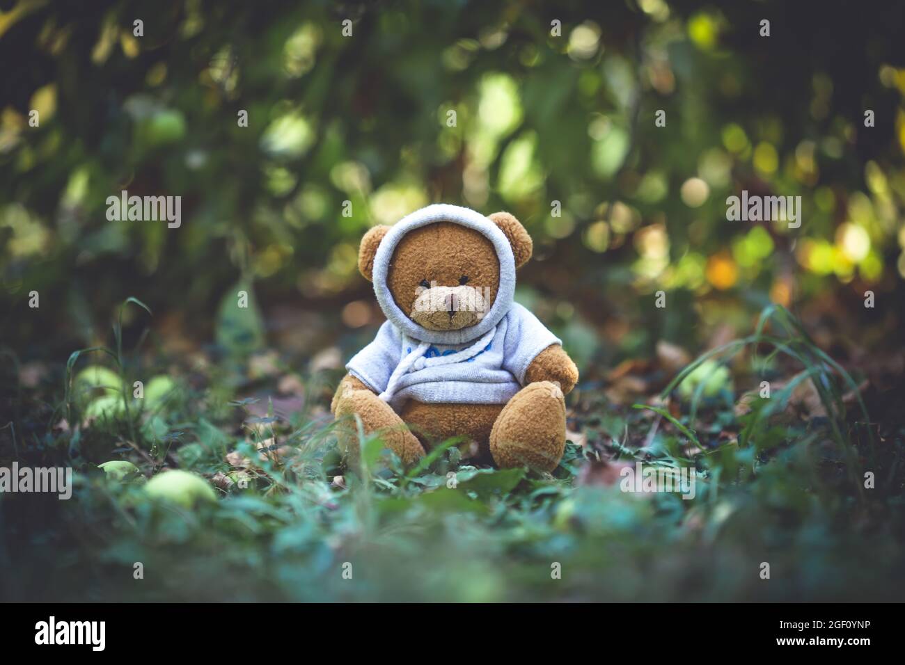 Teddy bear in the nature Stock Photo - Alamy