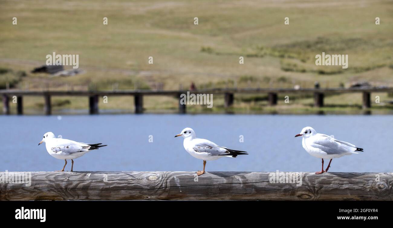 On the brooke swan lake migratory birds Stock Photo - Alamy