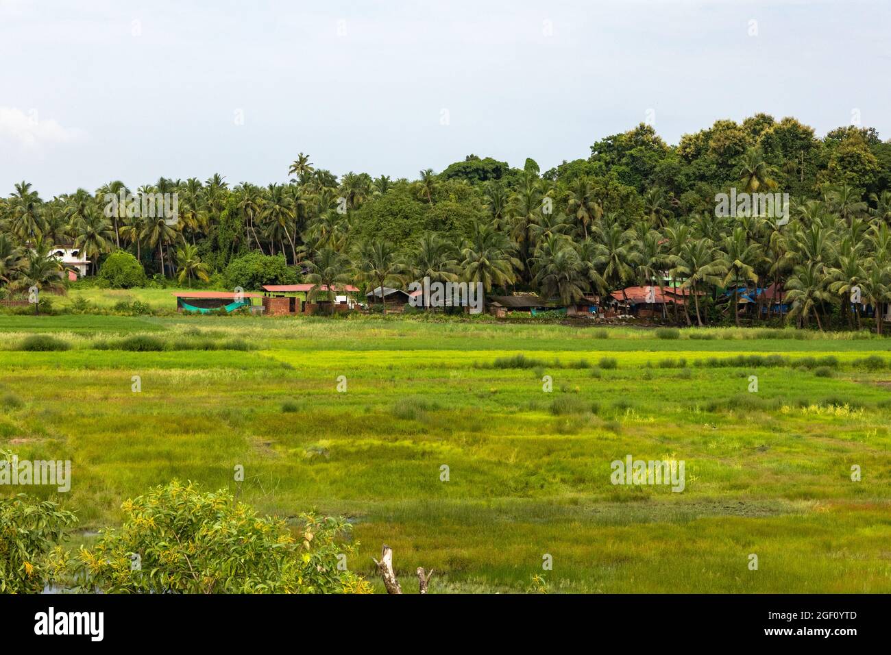 Beautiful green landscape dotted with coconut trees near Verna as seen ...