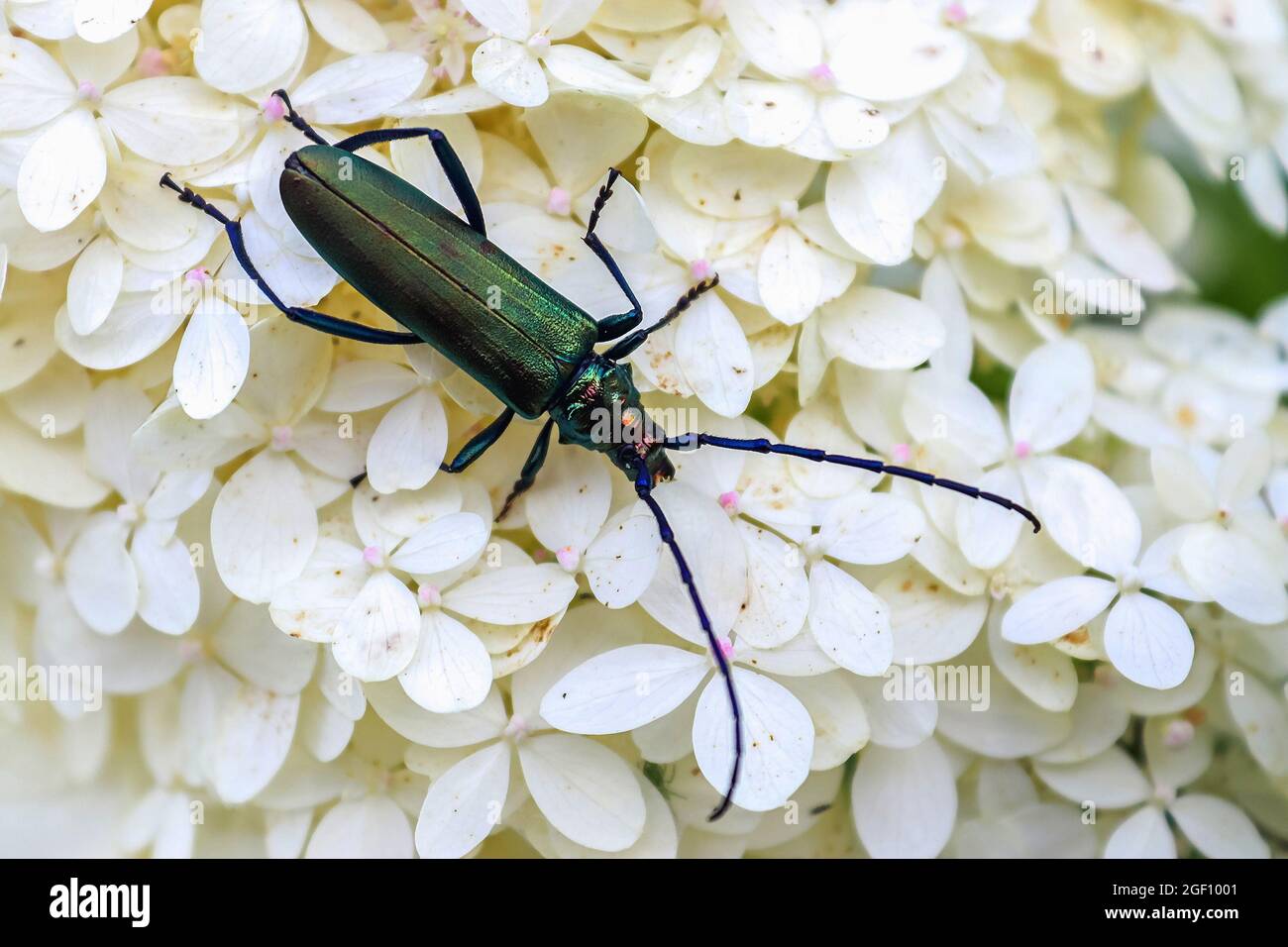 Mango flower beetle hi-res stock photography and images - Alamy