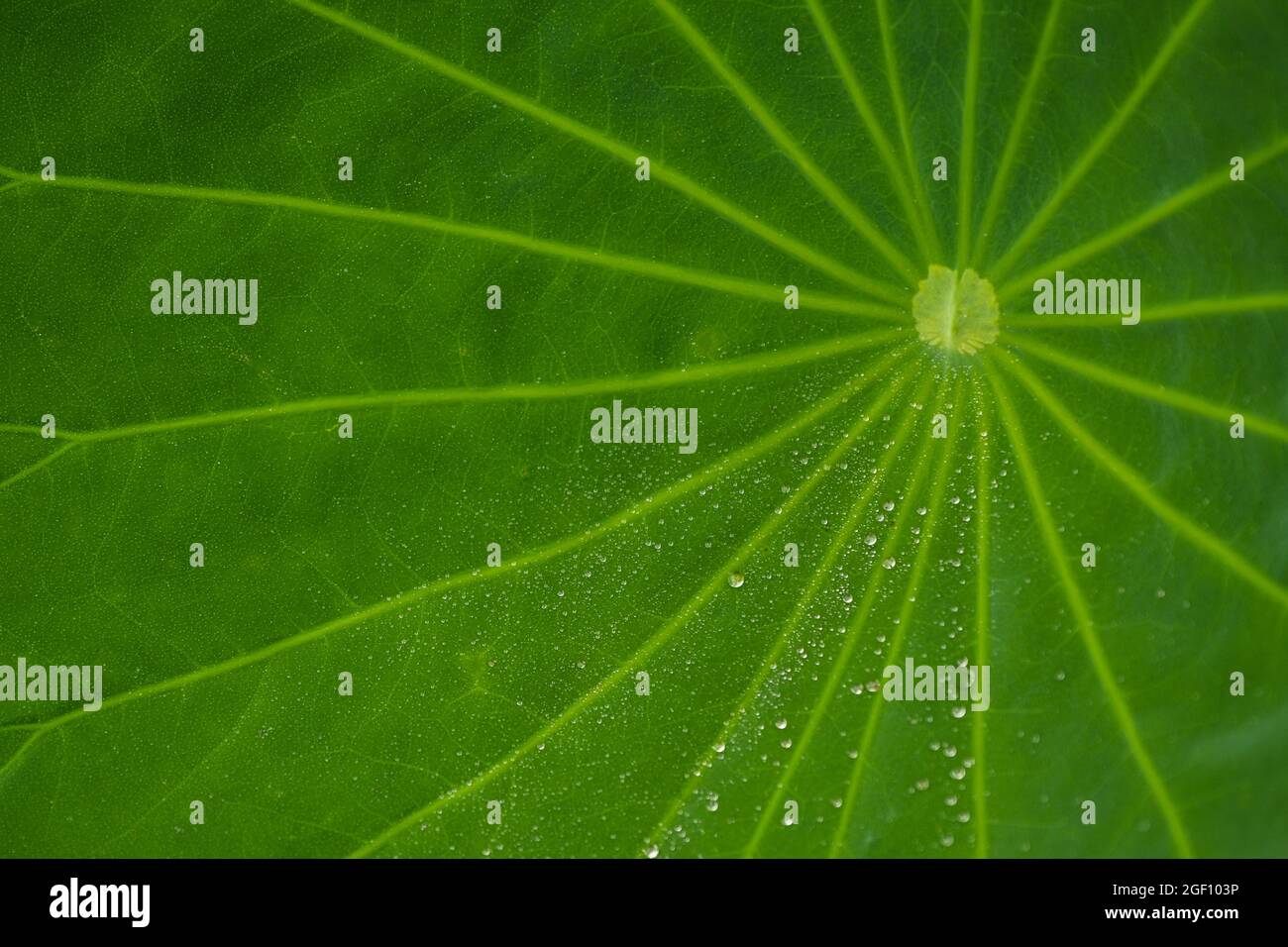 Dutch classical (2 Stock Photo - Alamy