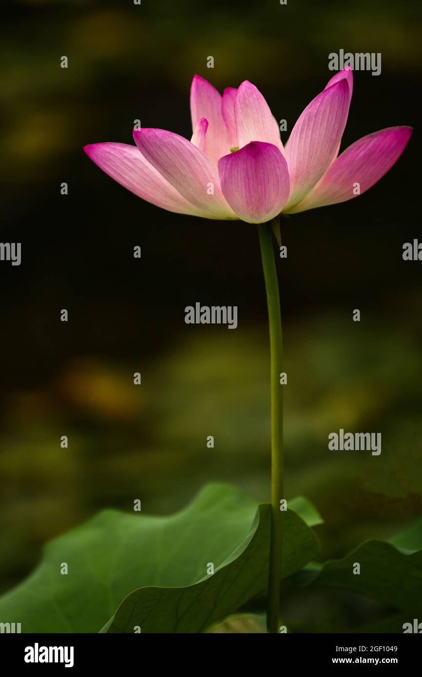 Dutch classical (6 Stock Photo - Alamy