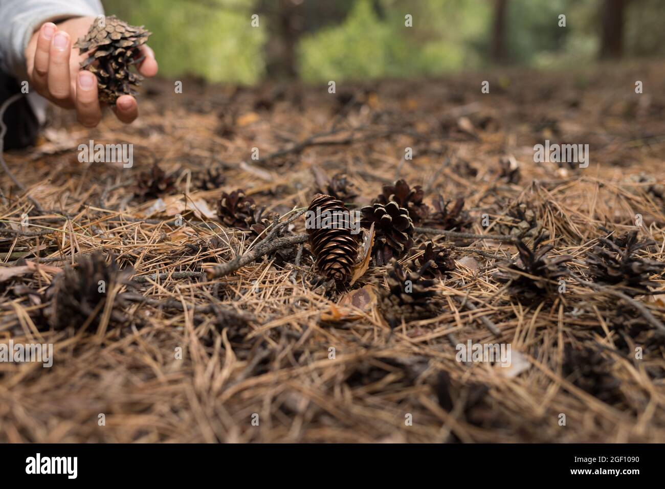 Child collect pine cones hi-res stock photography and images - Alamy