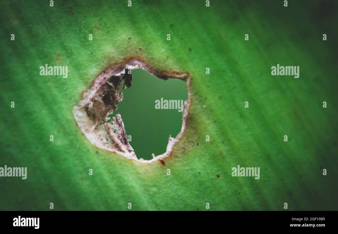 Insect hole on a leaf blade, Belize Stock Photo - Alamy