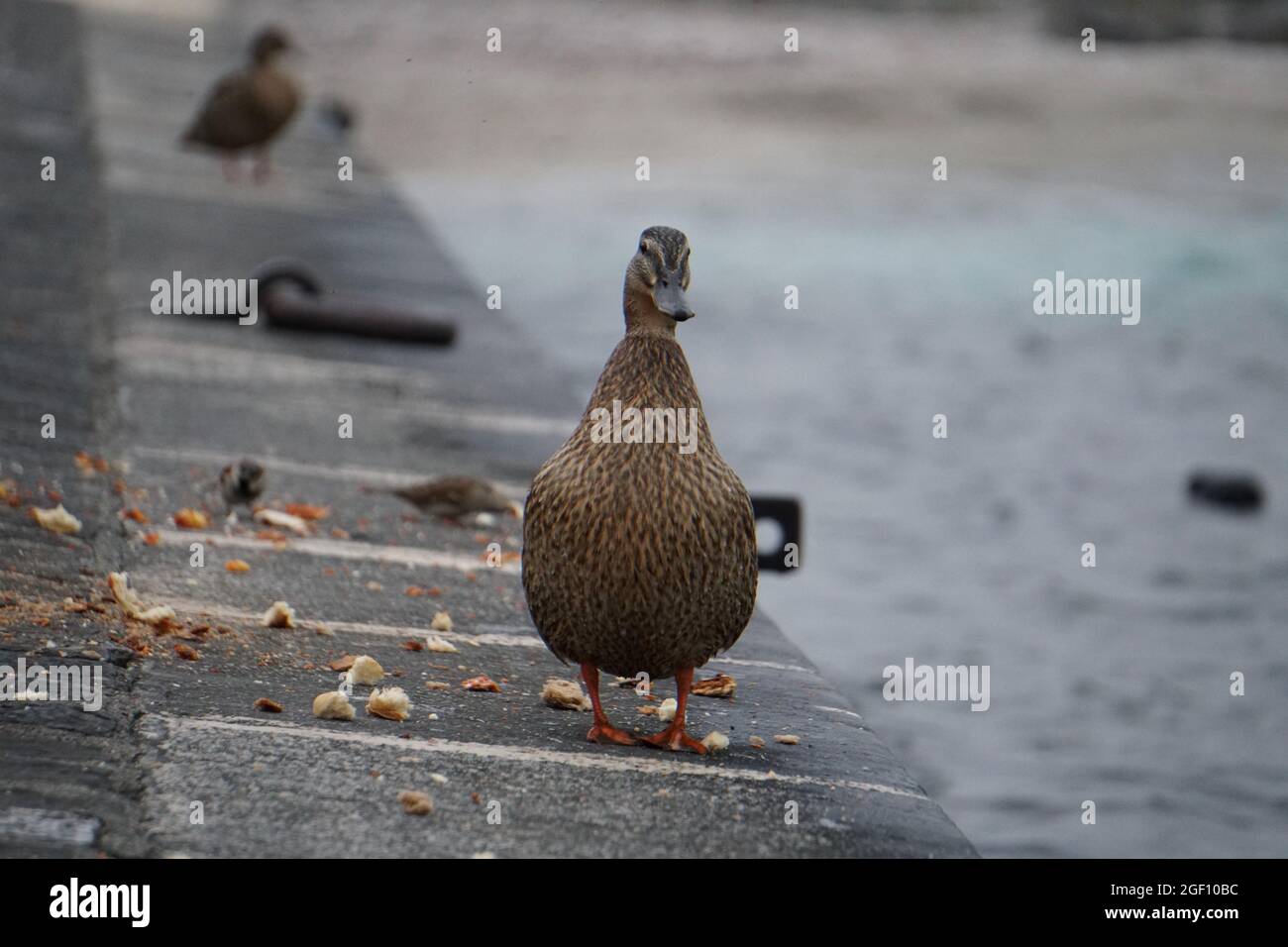 Duck walking On Pier Geneva Switzerland Stock Photo Stock Images Stock ...