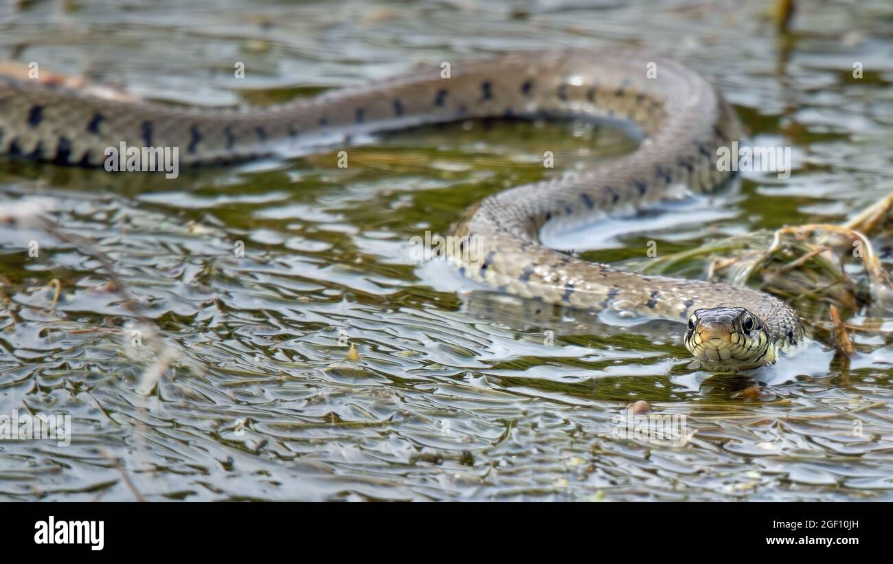 Grass snake Natrix natrix hunting on the surface of a pond Stock Photo ...