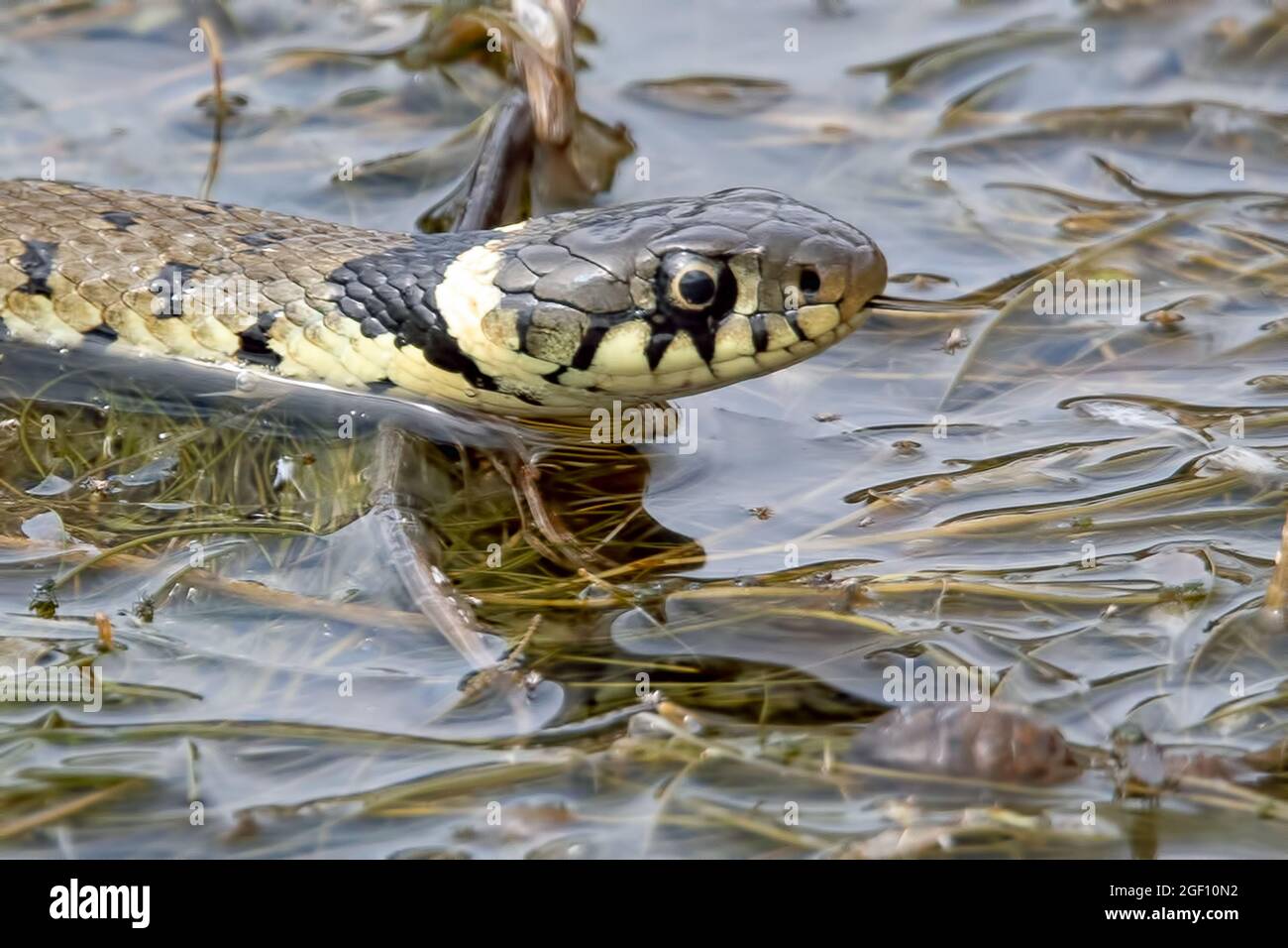 Grass snake Natrix natrix hunting on the surface of a pond Stock Photo ...