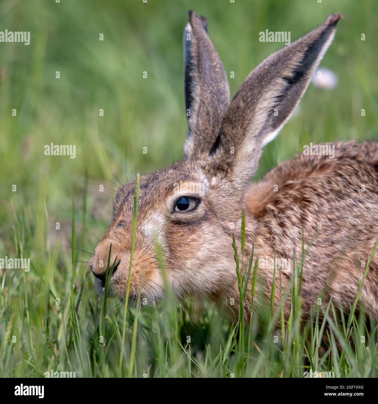 portrait of a brown hare Stock Photo - Alamy