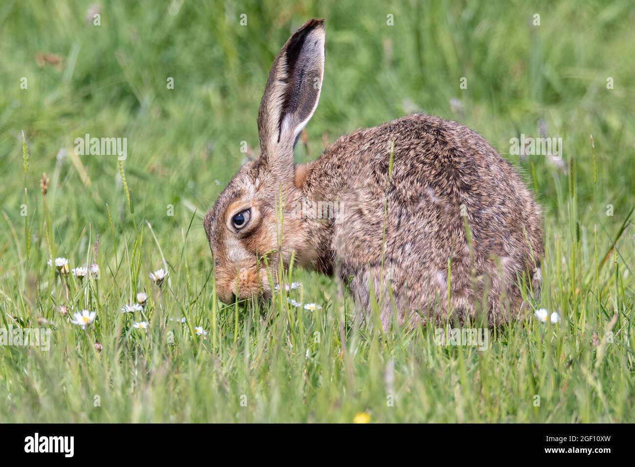 Hare eating hi-res stock photography and images - Alamy