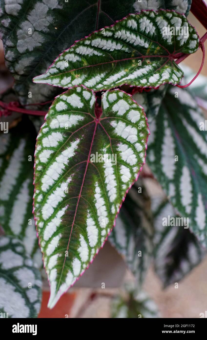 Beautiful leaf pattern of Cissus Discolor, also known as Cissus Javana ...