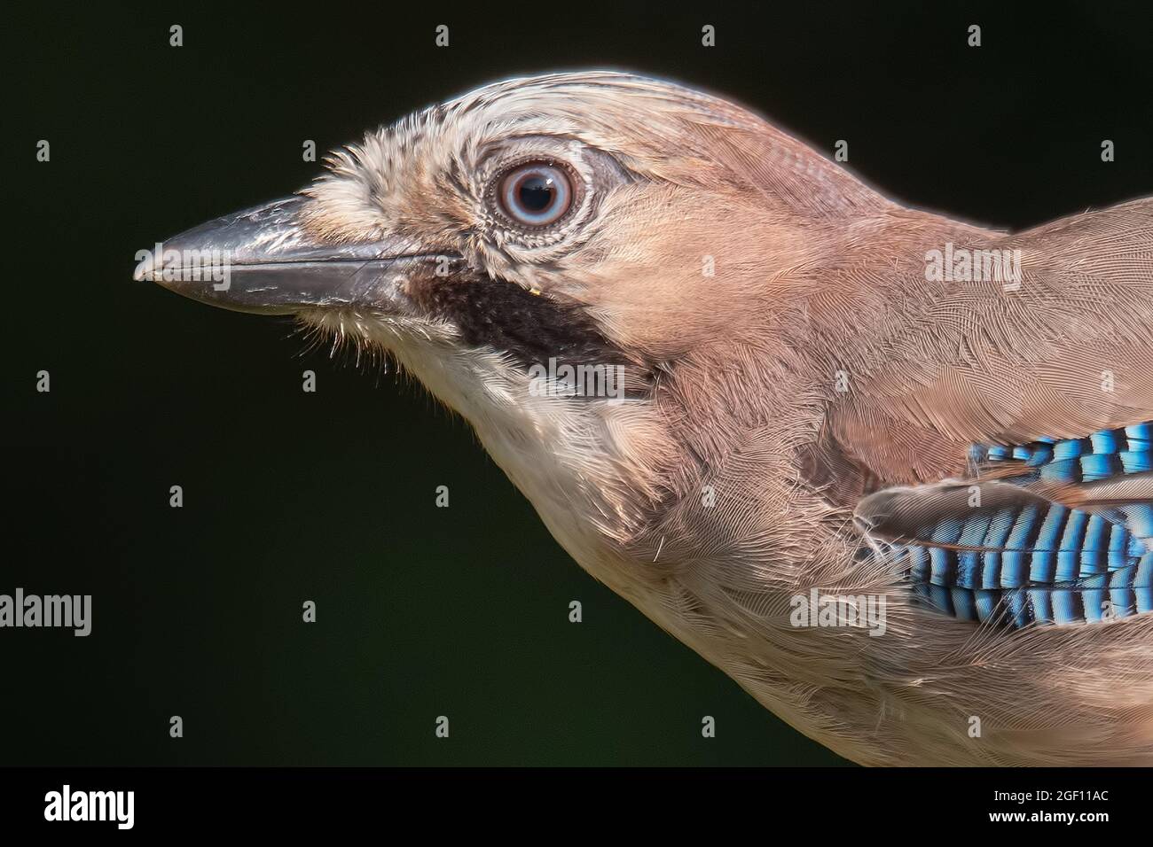 Colorful jay hi-res stock photography and images - Alamy