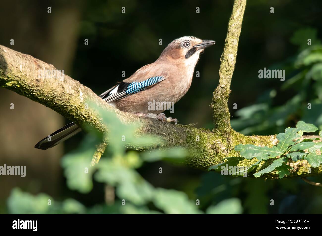 Jay perched in an oak tree hi-res stock photography and images - Alamy