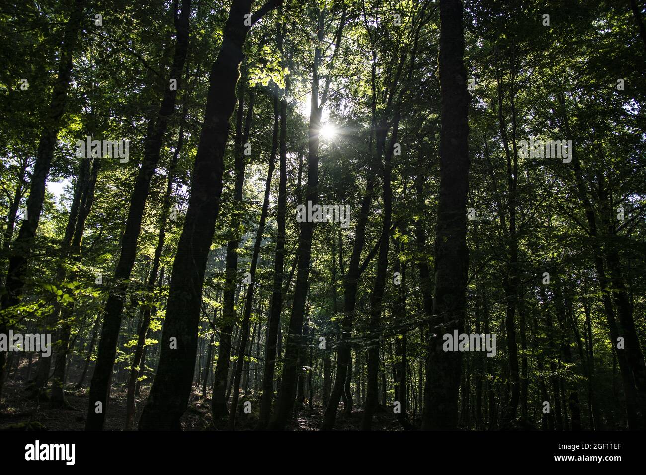 A beautiful shot of high trees in a thick forest Stock Photo - Alamy