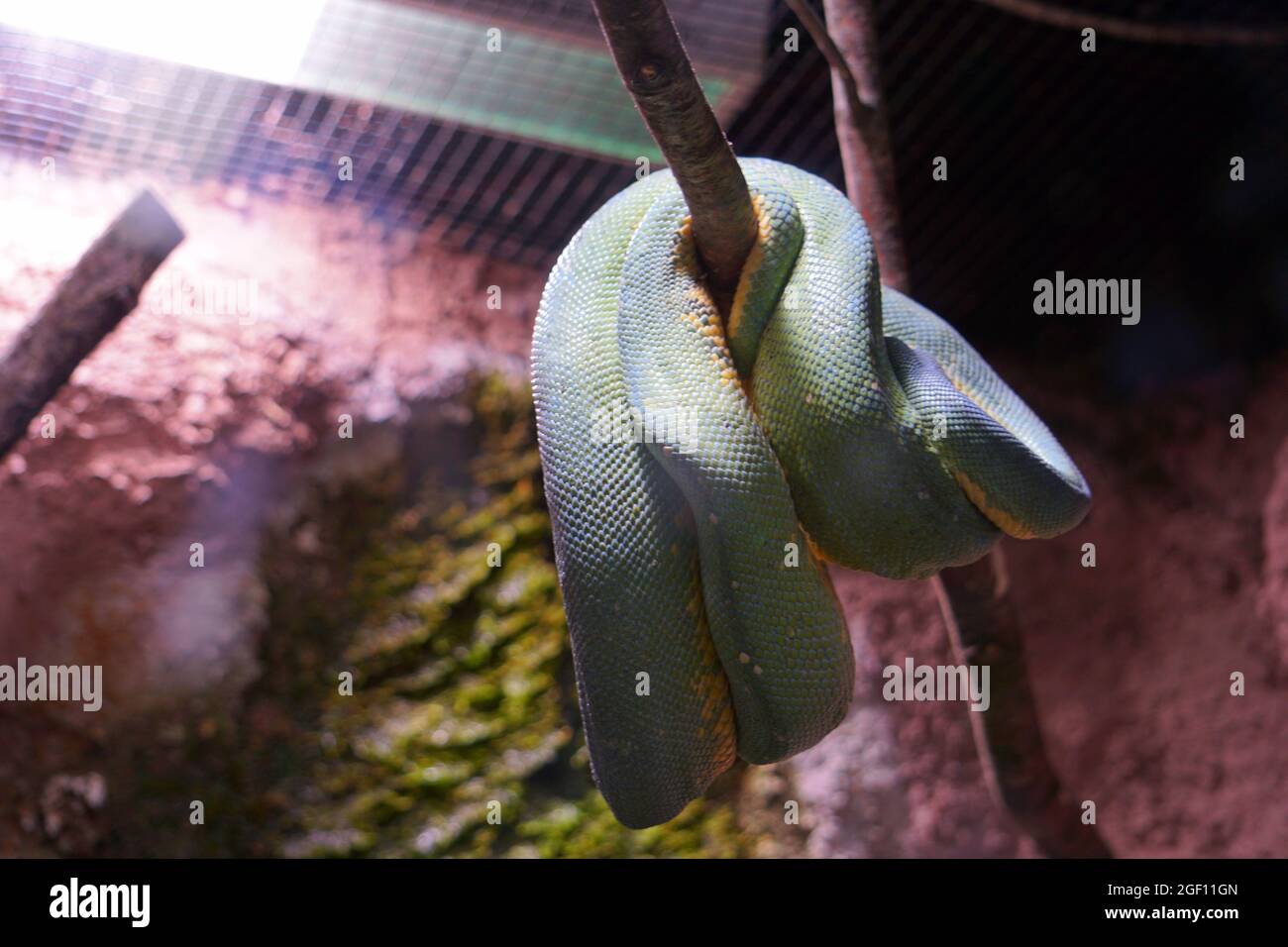 Snake Hanging on the tree Stock Photo Stock Images Stock Pictures Stock ...